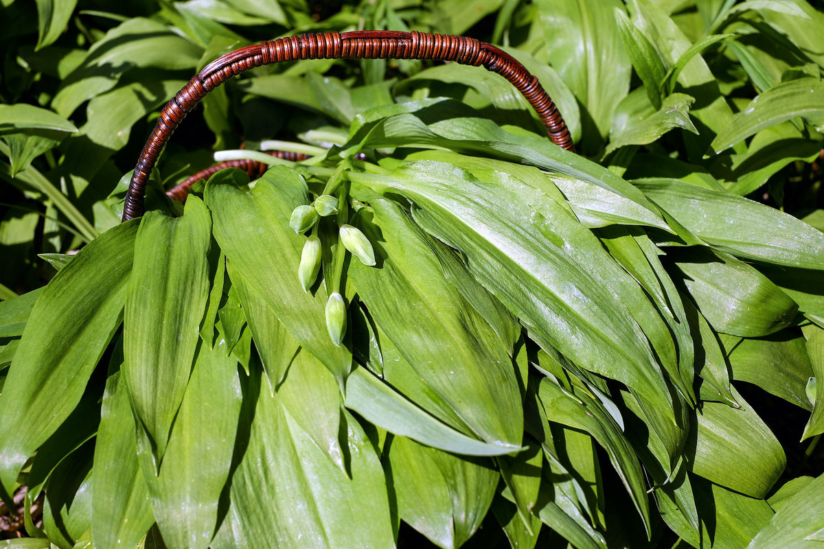 Plantes médicinales – ekumen